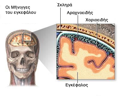 Βασικές Γνώσεις Ανατομίας του Εγκεφάλου